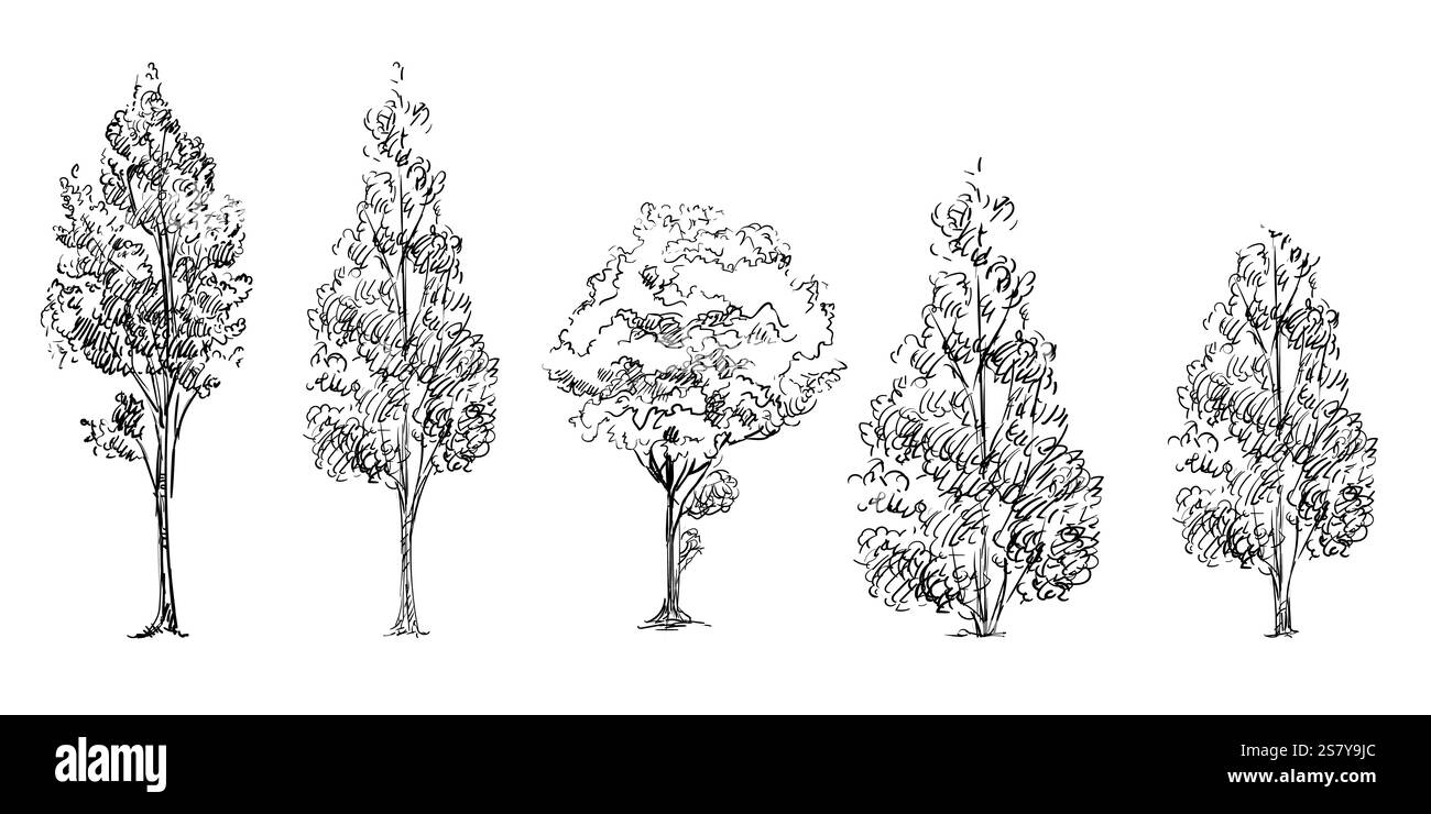 Hand drawing trees set vector illustration Stock Vector Image & Art - Alamy