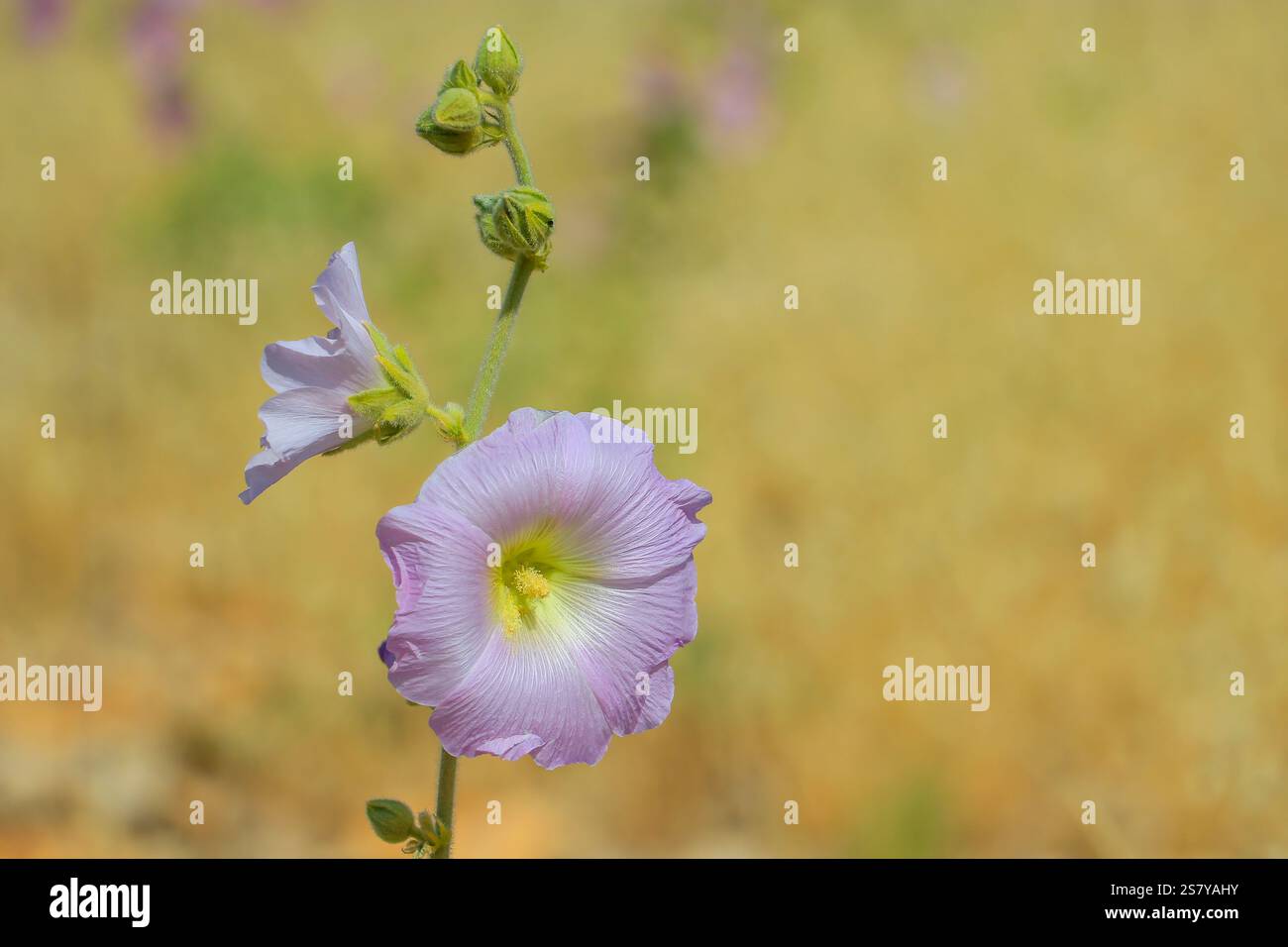 Marshmallow flower (Althaea officinalis) is a useful plant for human ...