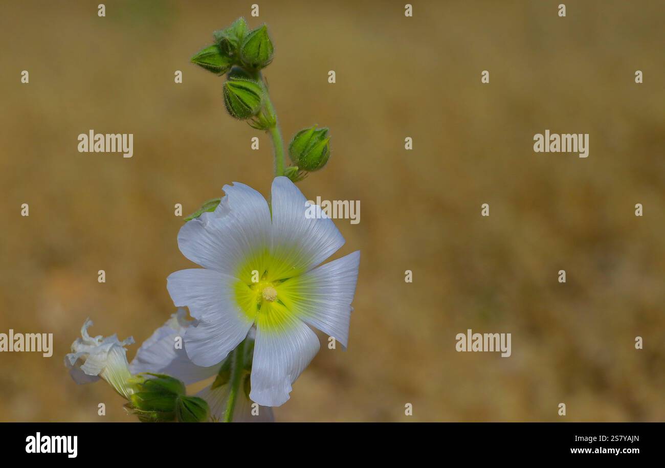 Marshmallow flower (Althaea officinalis) is a useful plant for human ...