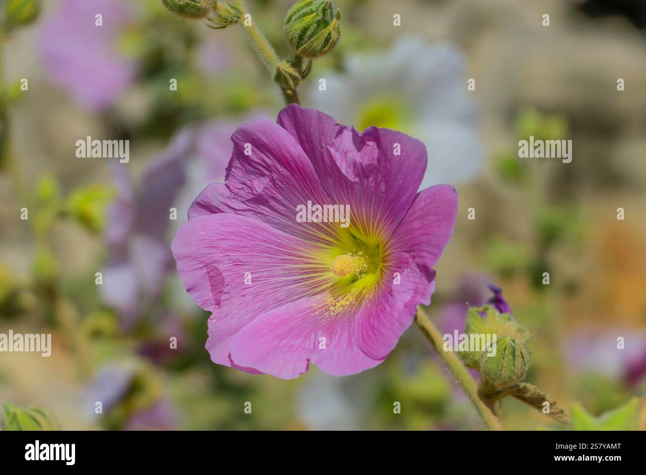 Marshmallow flower (Althaea officinalis) is a useful plant for human ...