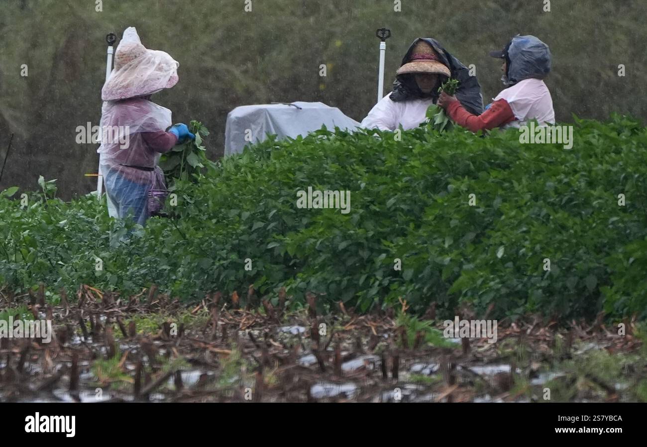 Farmworkers work in a field Monday, Jan. 20, 2025, in Homestead, Fla ...