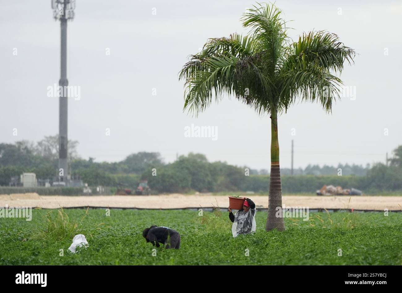 Farmworkers work in a field Monday, Jan. 20, 2025, in Homestead, Fla ...