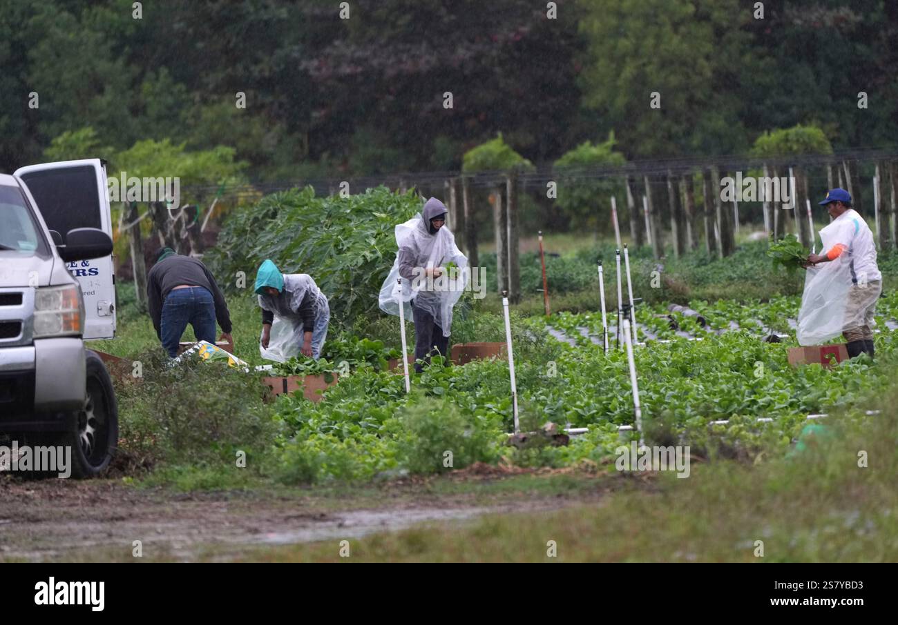 Farmworkers work in a field Monday, Jan. 20, 2025, in Homestead, Fla ...