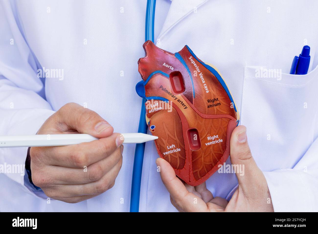 A close-up of a doctor holding and pointing to an anatomical model of ...