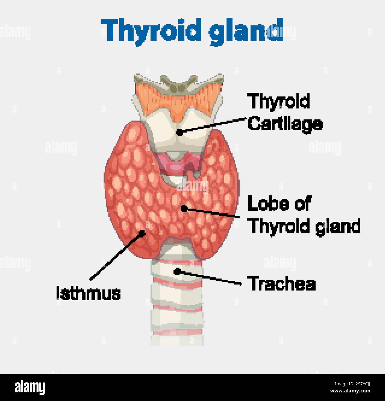 Detailed illustration of thyroid gland anatomy Stock Vector Image & Art - Alamy