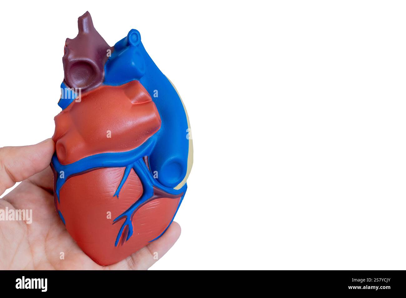 Close-up of a hand holding a detailed anatomical model of the human ...