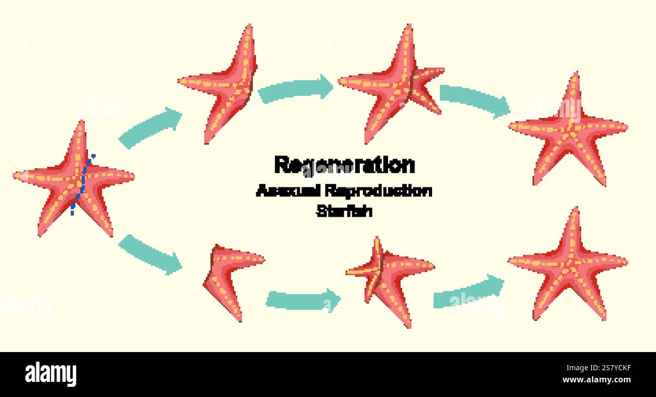 Illustration of starfish regeneration cycle and reproduction Stock ...