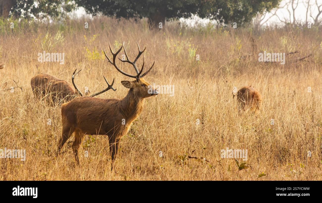 Kanha's swamp deer, or Barasingha, thrives in grasslands & swamps ...