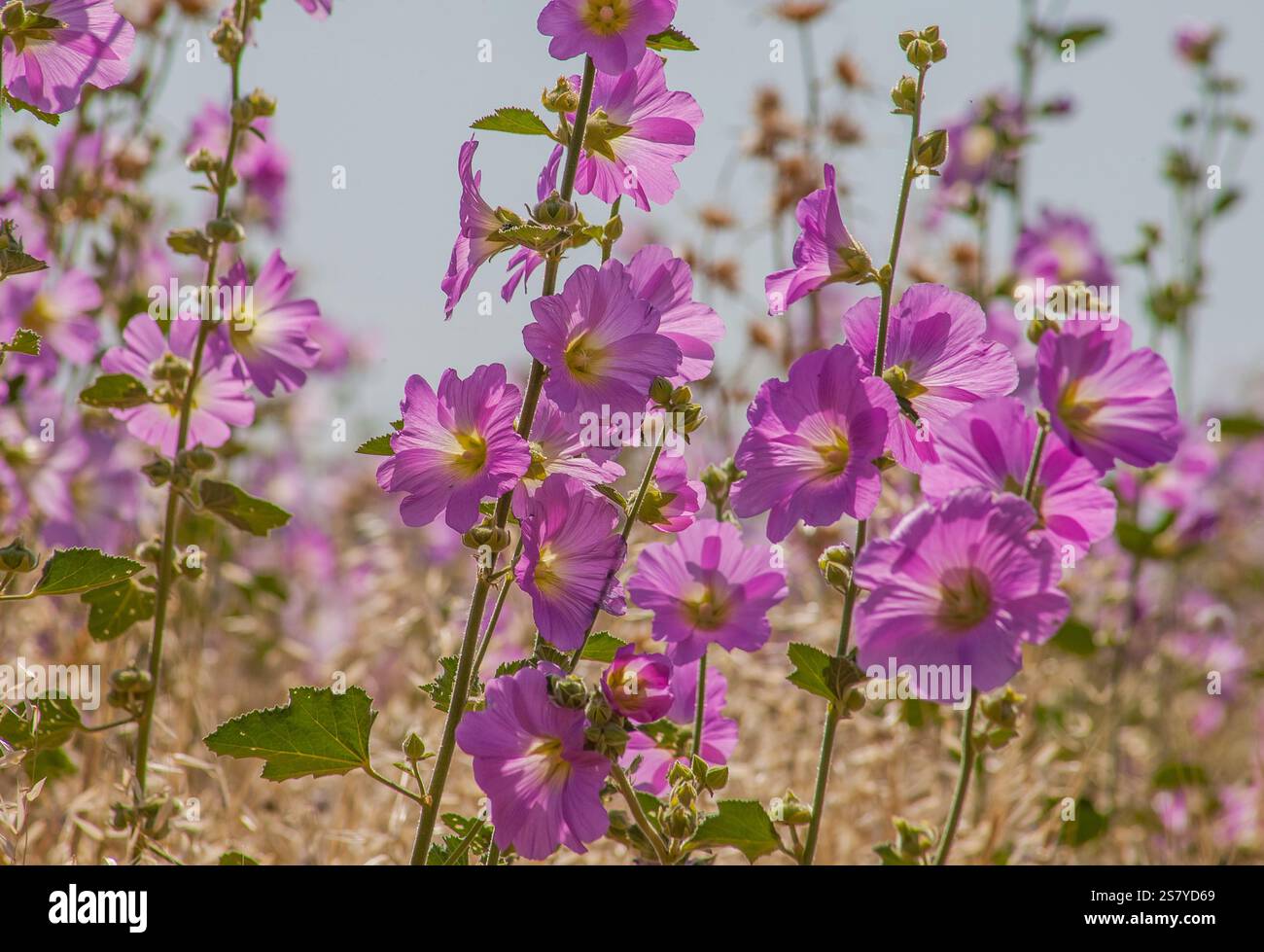 Pink marshmallow flower (Althaea officinalis) is a useful plant for ...
