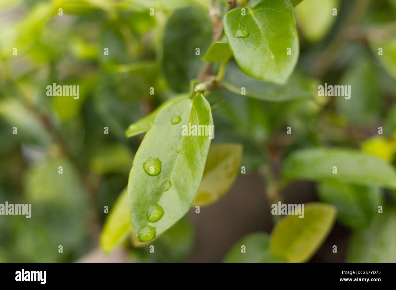 Hoja de hoja verde hi-res stock photography and images - Alamy