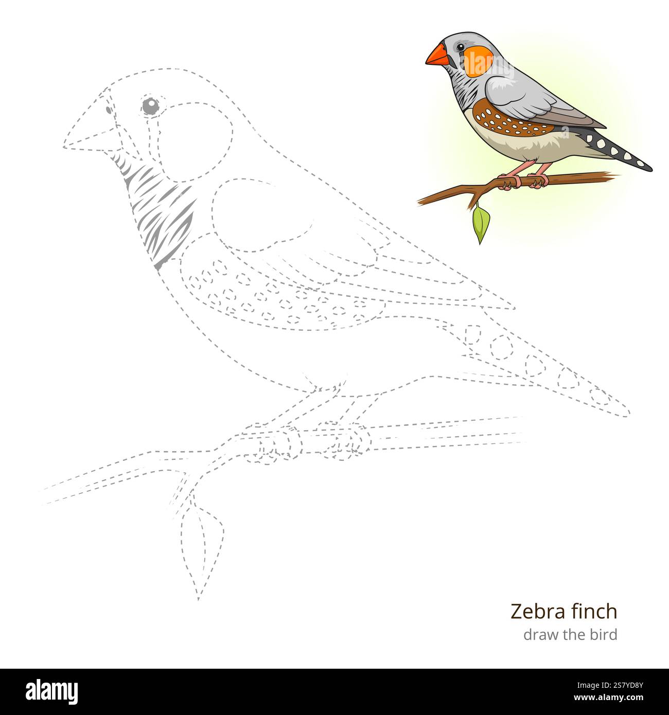 Zebra finch bird learn to draw vector Stock Vector Image & Art - Alamy