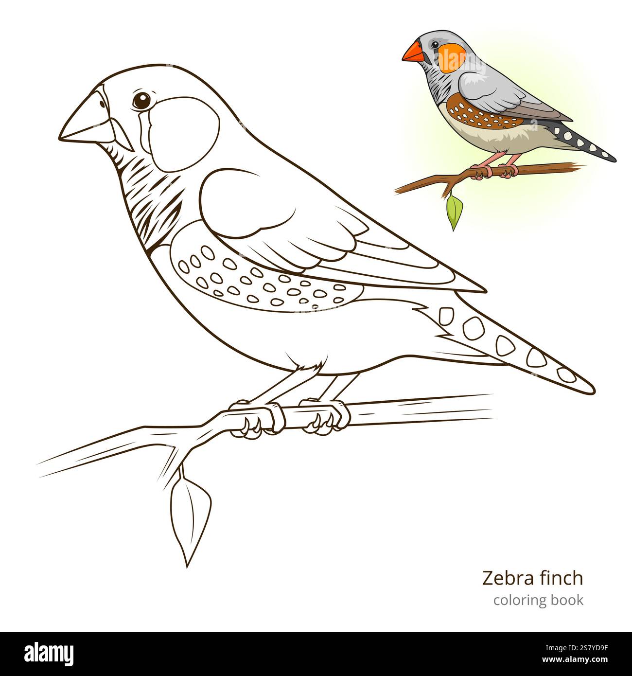 Small finch bird Stock Vector Images - Alamy