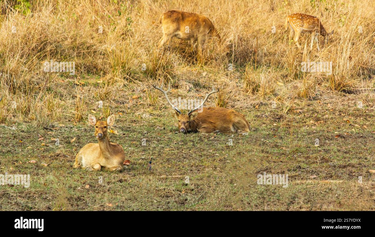 Kanha's swamp deer, or Barasingha, thrives in grasslands & swamps ...