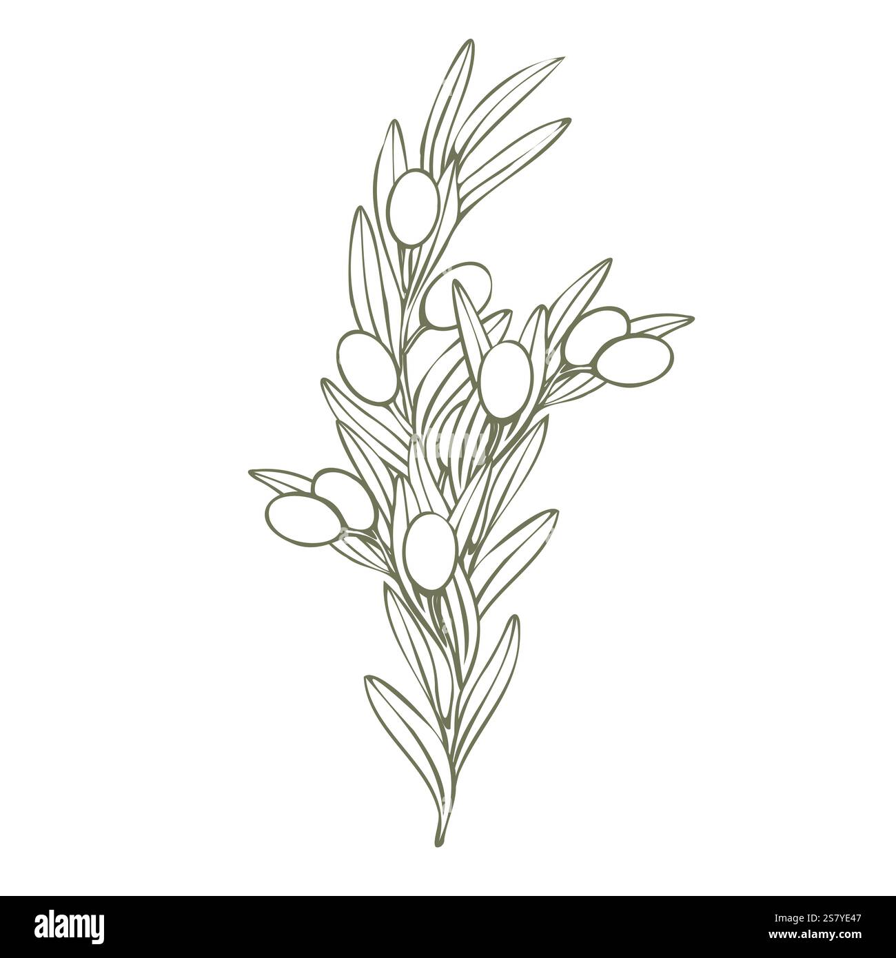Hand drawn olive branch vector illustration with linear style and green ...