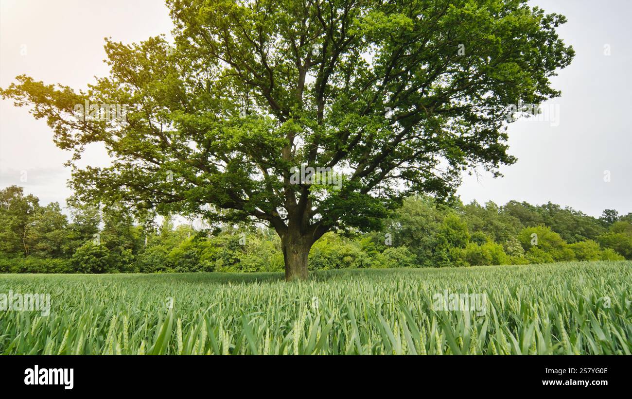 Mature oak tree towering amid verdant wheat field, green leaves ...