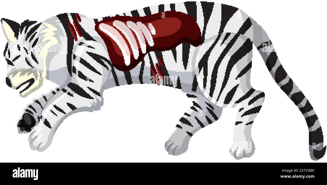 Illustration of a tiger's anatomy and biodiversity Stock Vector Image ...