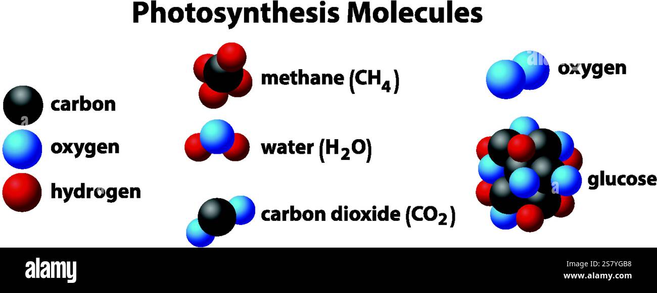 Illustration of molecules involved in photosynthesis process Stock ...