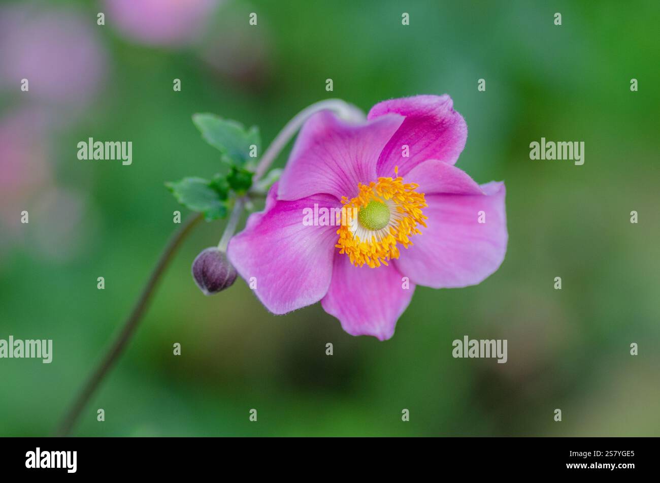 Japanese anemone, Anemone x hybrida 'Robustissima'- with soft pink, cup ...