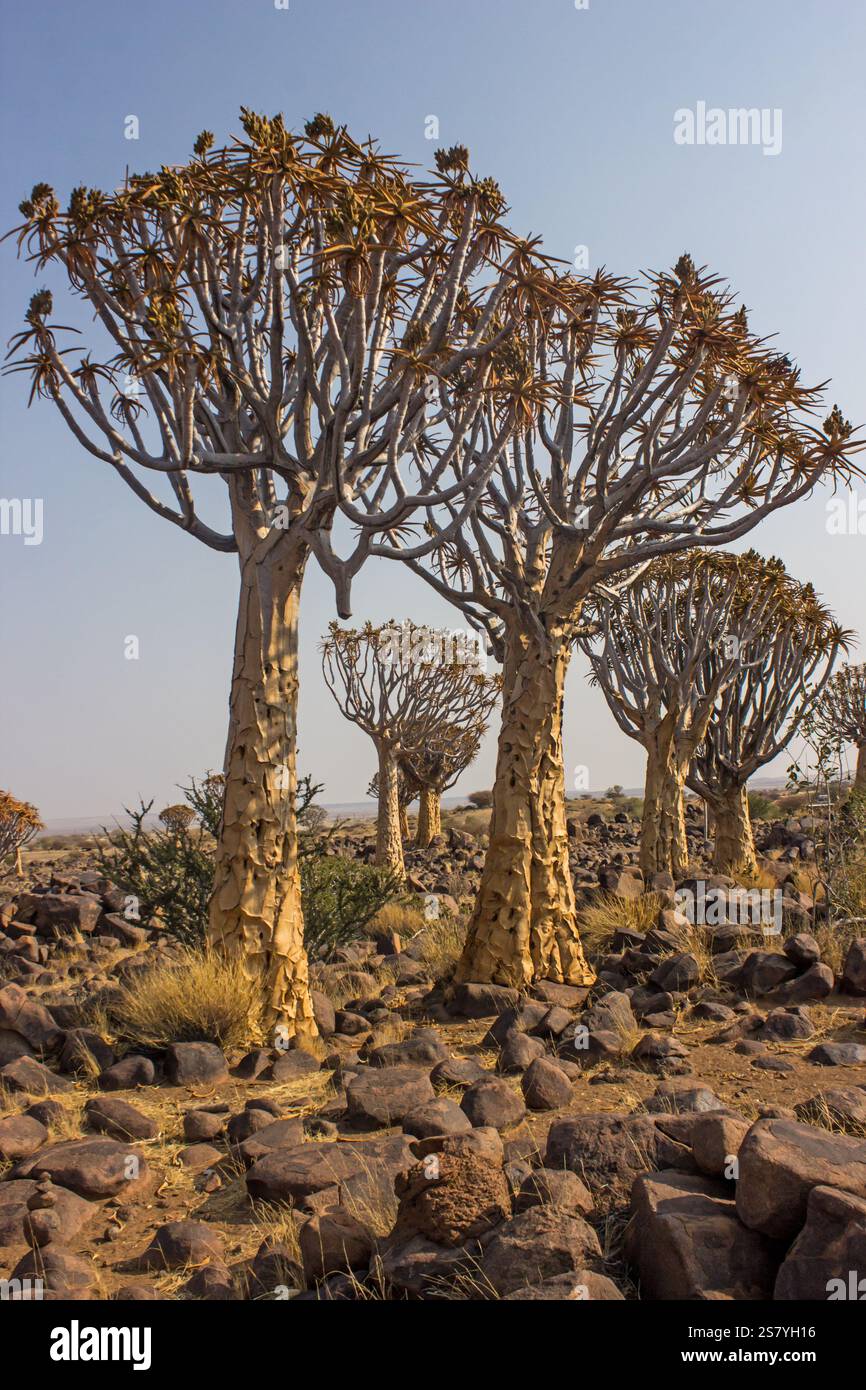 The impressive Quiver Tree Forest in the rugged, arid environment of ...