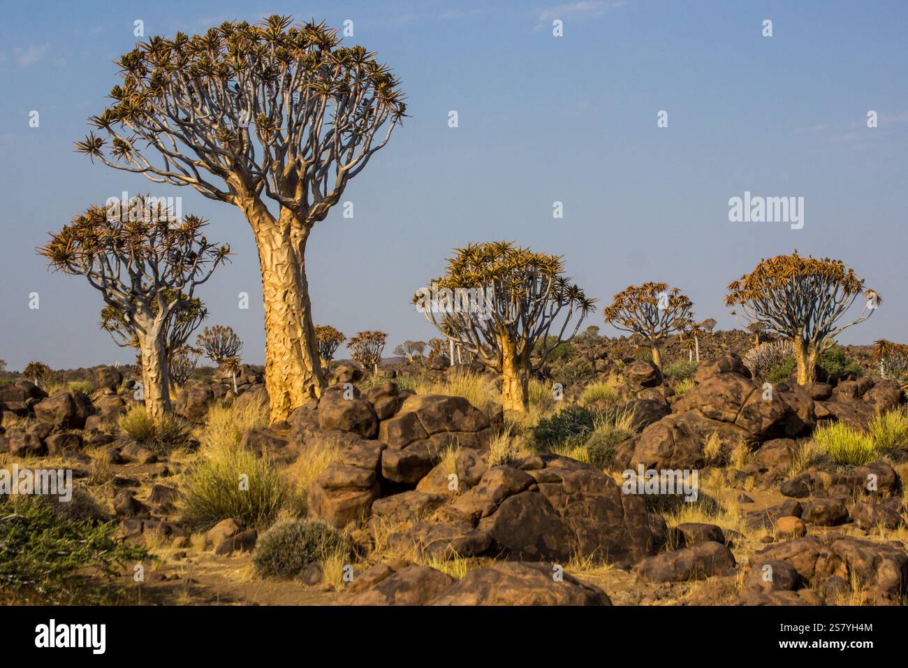 The impressive Quiver Tree Forest in the rugged, arid environment of ...