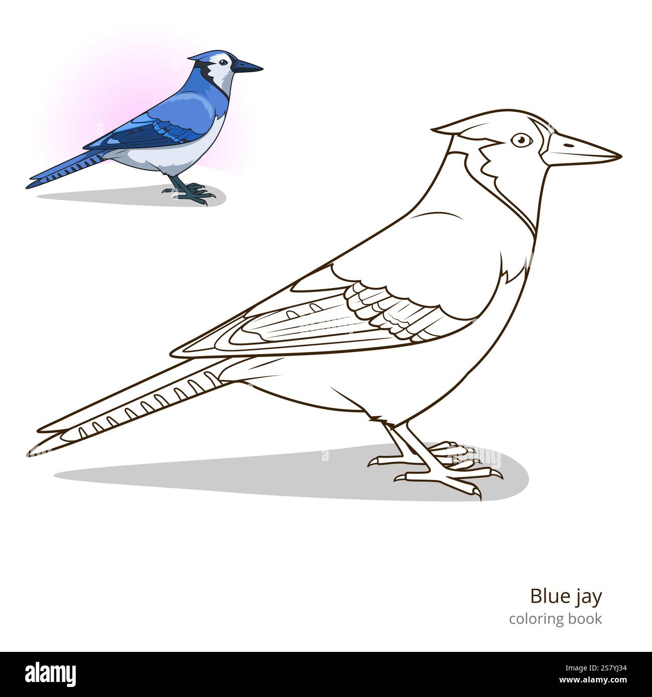 Blue jay color Stock Vector Images - Alamy