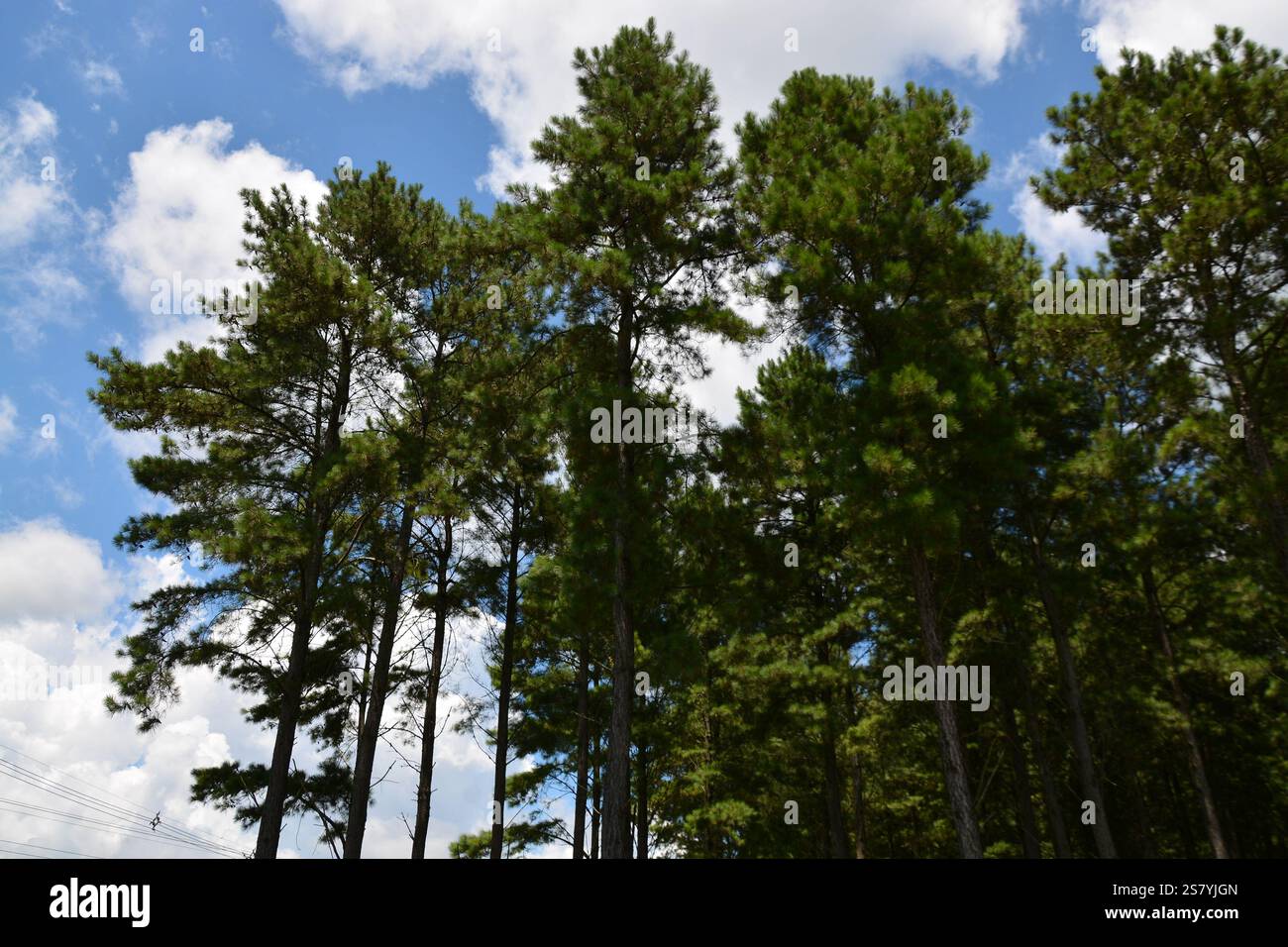 BOM RETIRO, SC - 18.01.2025: PINUS ELLIOTTII BOM RETIRO SC - Images of ...