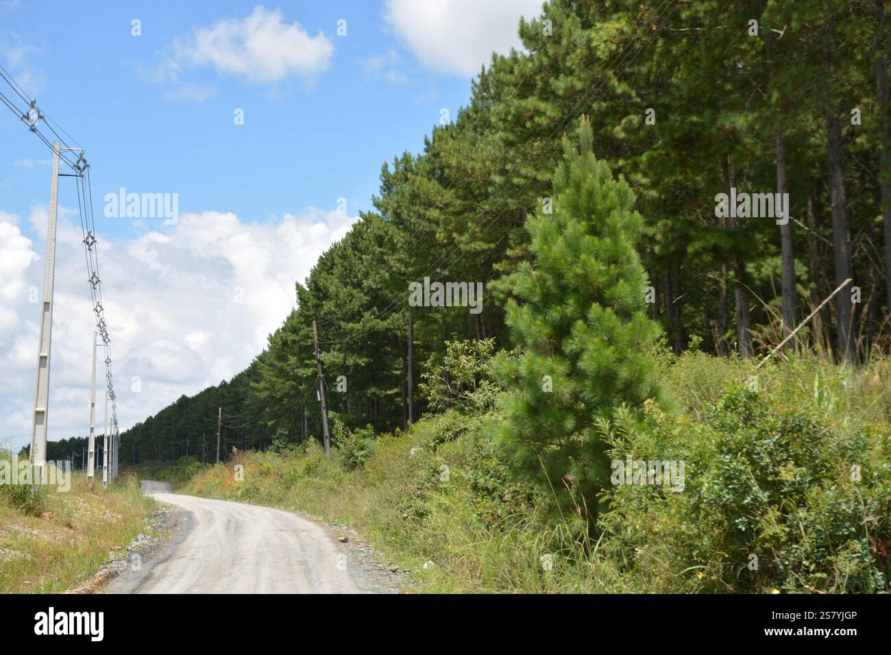 BOM RETIRO, SC - 18.01.2025: PINUS ELLIOTTII BOM RETIRO SC - Images of ...