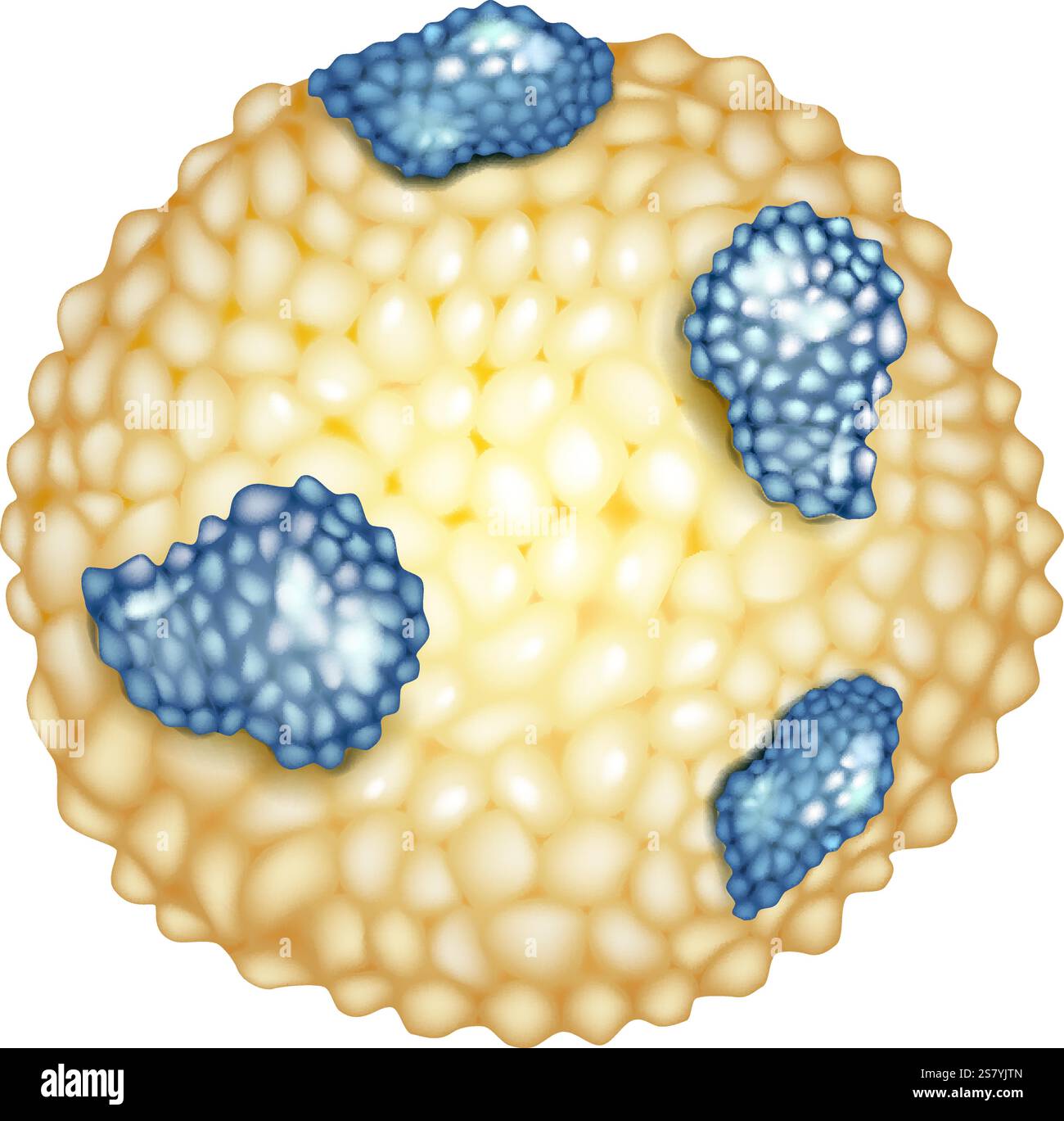 Structure of Lipoproteins in the Body. Understanding Lipoproteins Stock ...