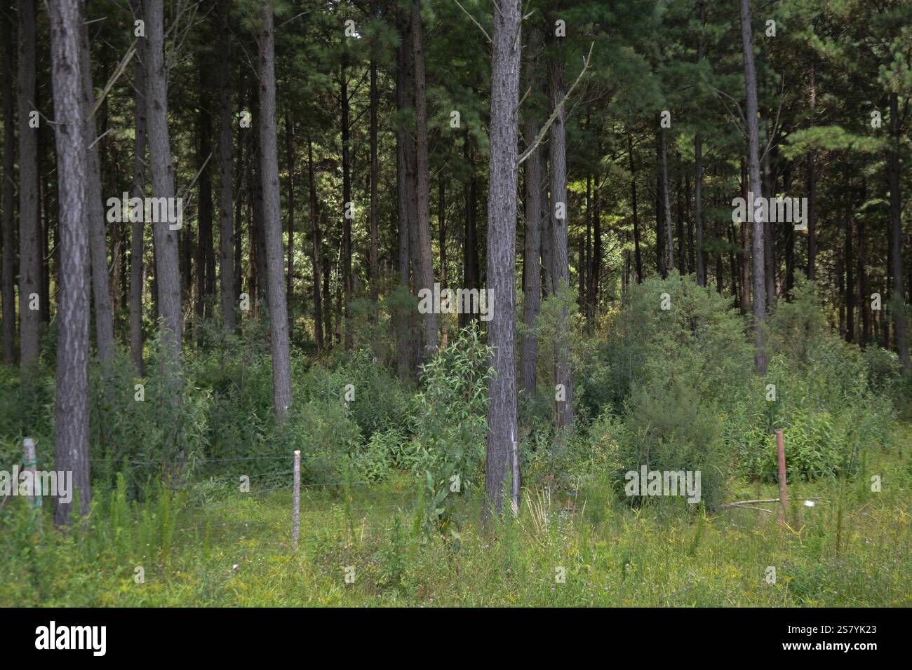 BOM RETIRO, SC - 18.01.2025: PINUS ELLIOTTII BOM RETIRO SC - Images of ...