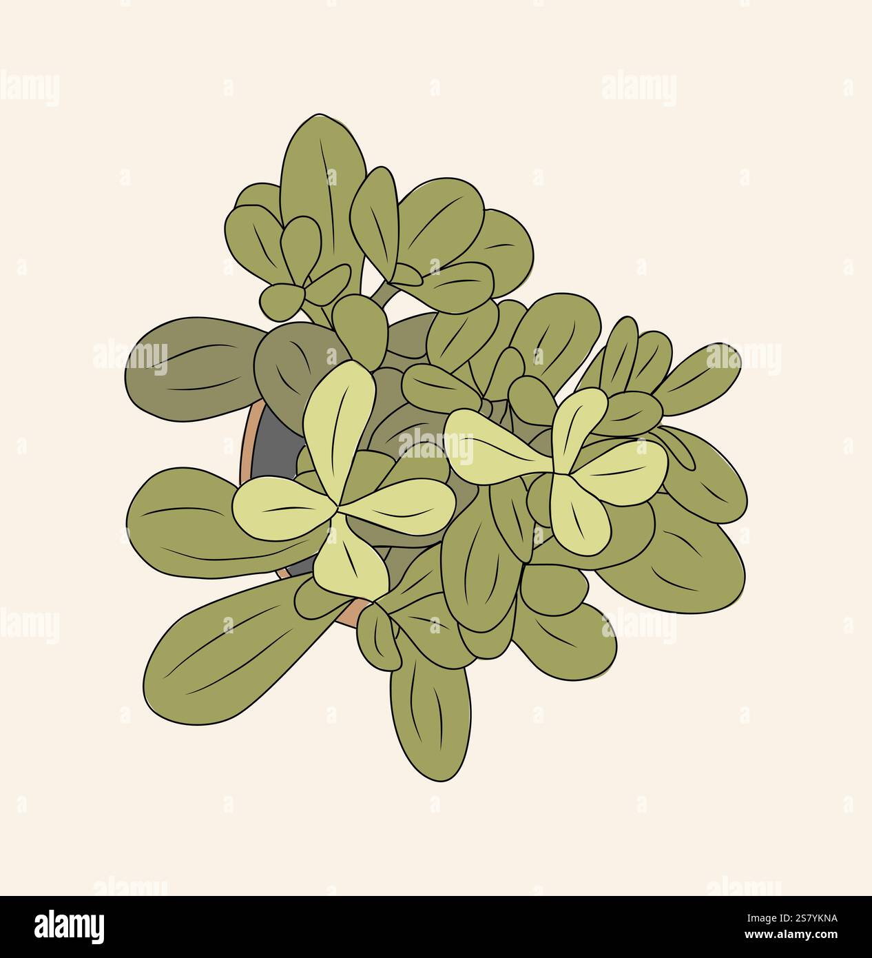 Old engraving drawing out Stock Vector Images - Alamy