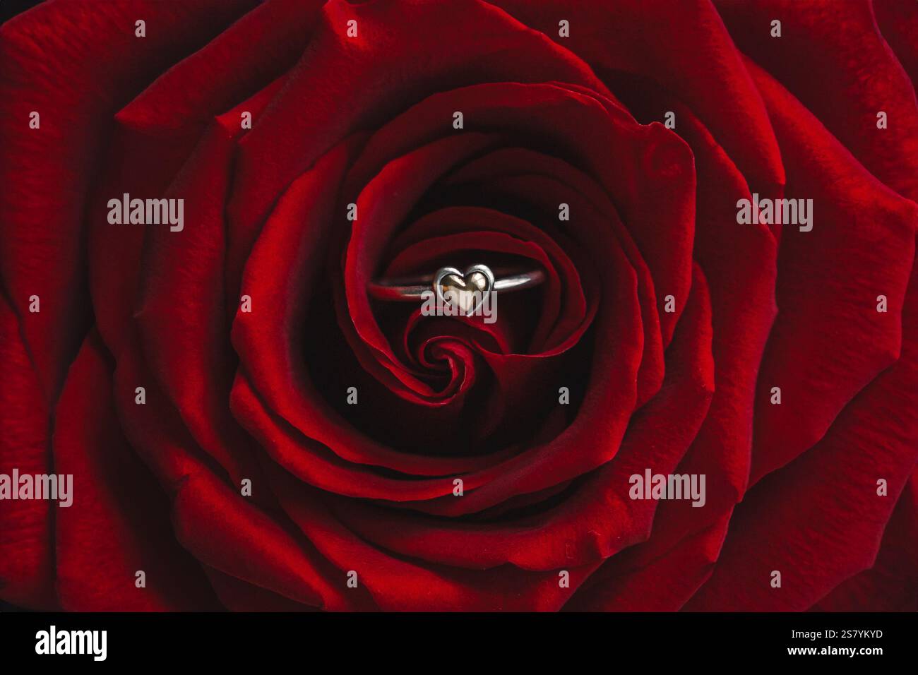 Romantic gesture with a red rose and engagement ring Stock Photo - Alamy