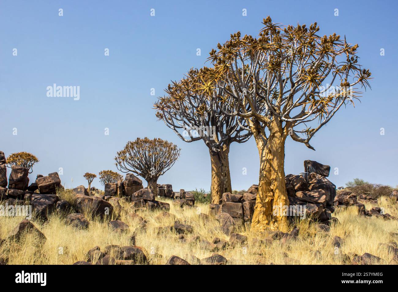 Quiver trees growing among dolerite boulder in the dry grasslands just ...