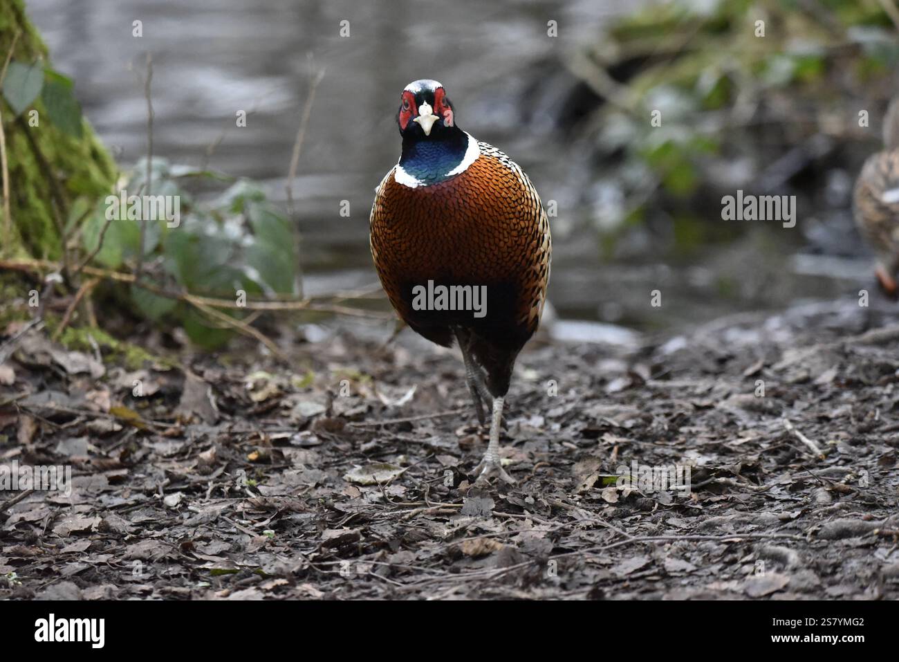 Male Common Pheasant (Phasianus colchicus) Walking Towards Camera on ...