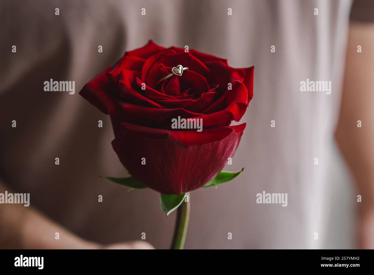Romantic gesture with a red rose and engagement ring Stock Photo - Alamy