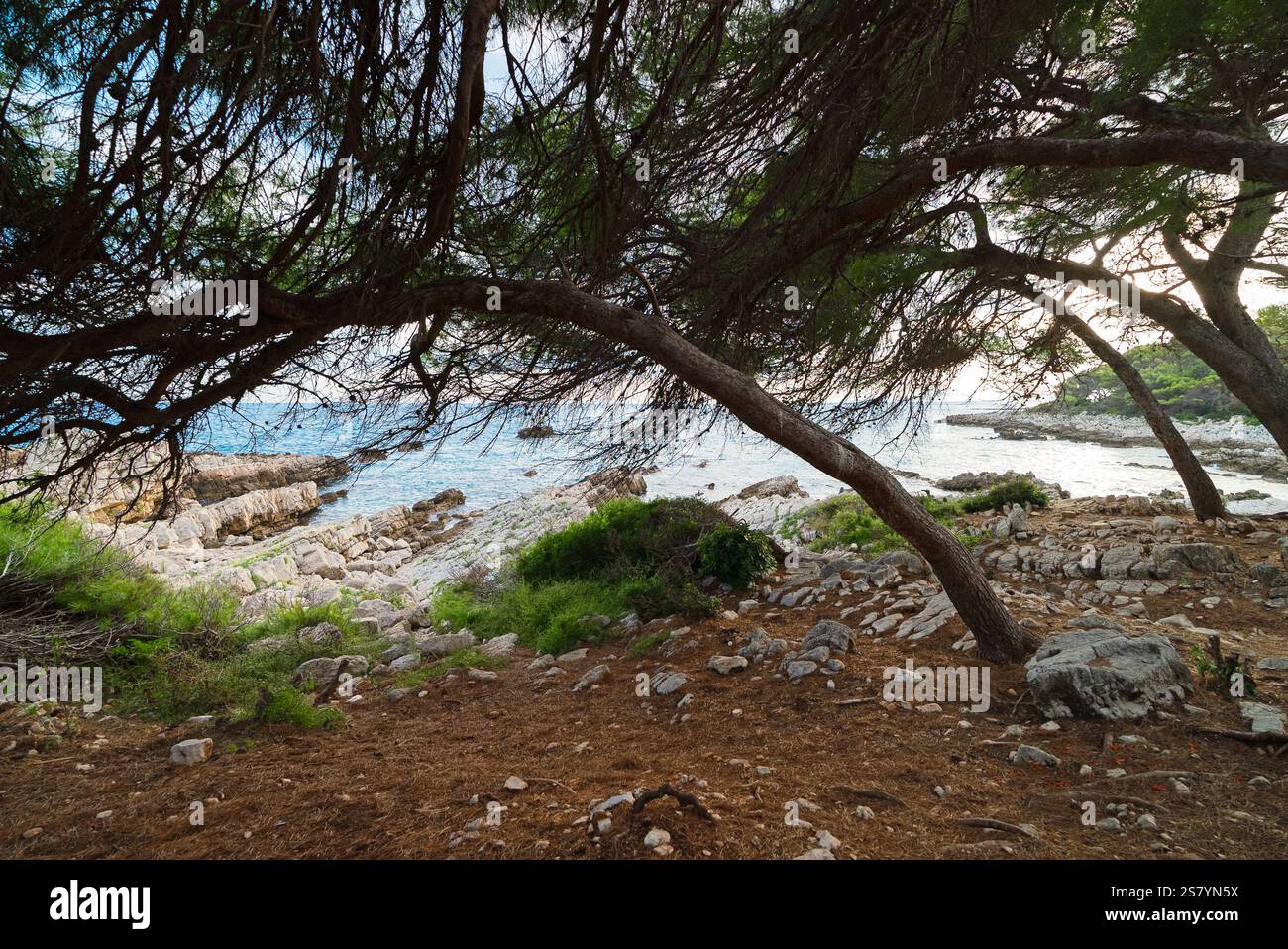 Wind-shaped pines at Cap d'Antibes Stock Photo - Alamy