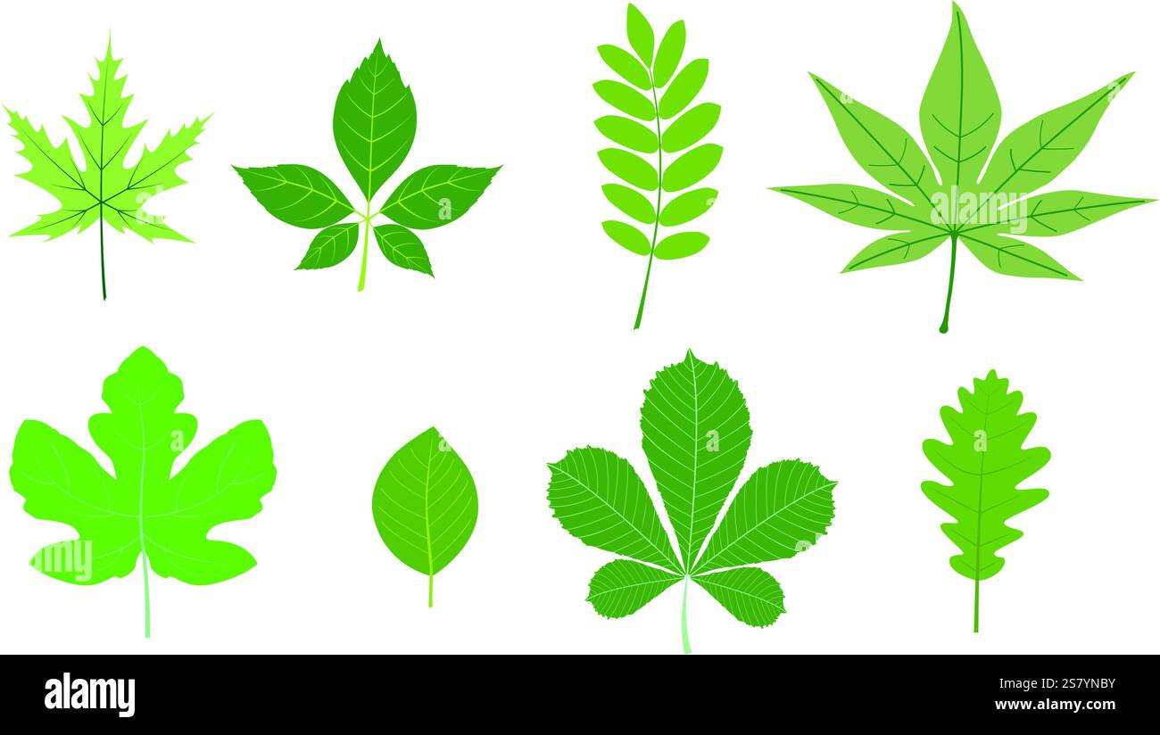 Leaves of various trees, grass leaves, foliage of natural branches ...