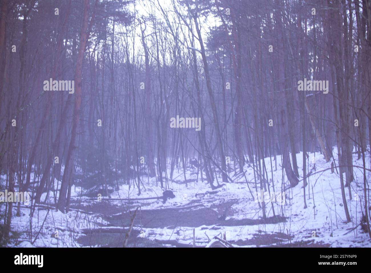 Moisture Rising from Melting Snow Purple Sunset Landscape Background ...
