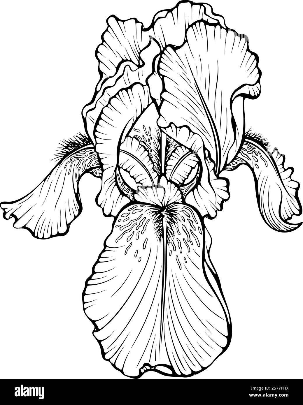 Close up view iris Stock Vector Images - Alamy