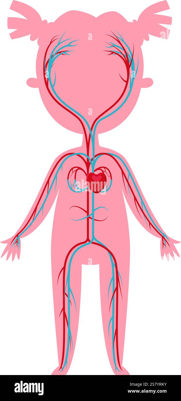 Educational illustration of the circulatory system showing arteries and ...