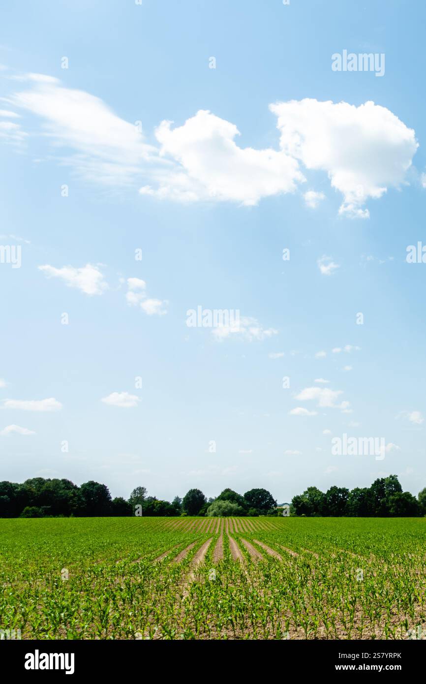 A field of corn is shown with a clear blue sky in the background. The ...