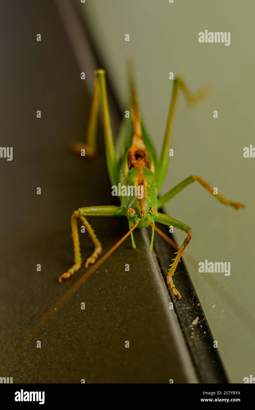 A green grasshopper with brown spots on its back. It is standing on a ...