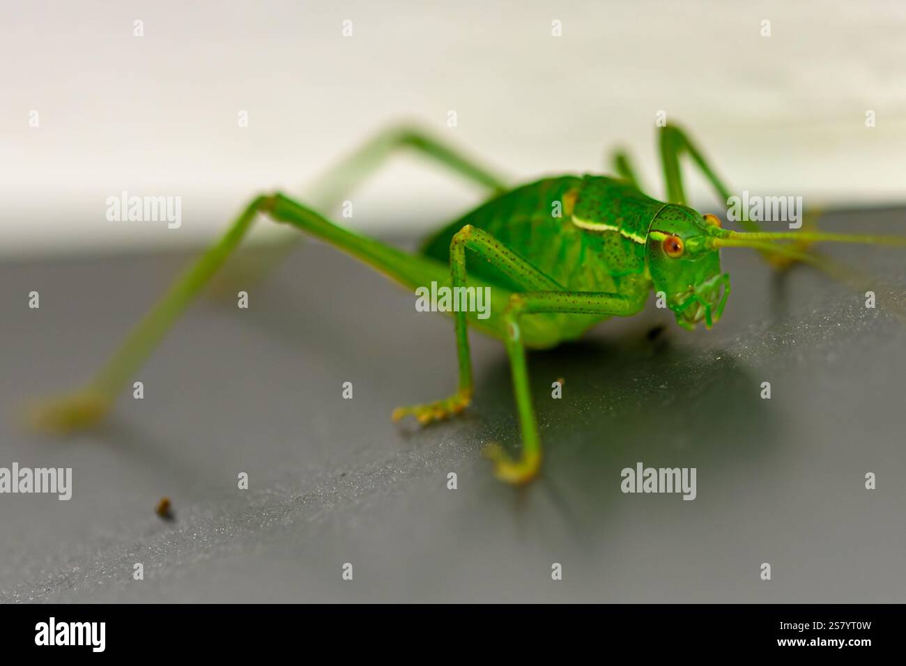 A green grasshopper with long legs and antennae. It is standing on a ...