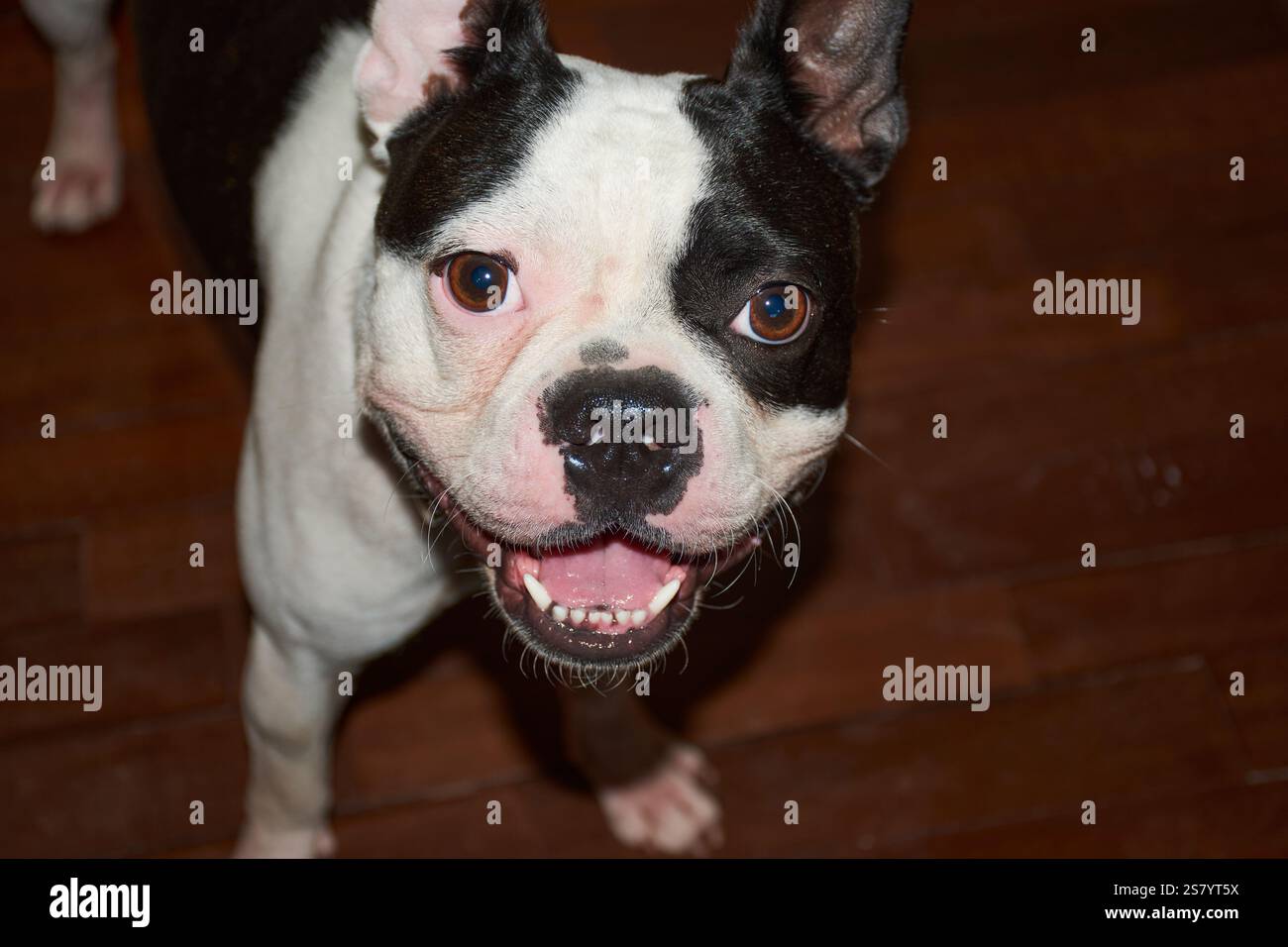 Beautiful boston terrier dog close hi-res stock photography and images ...