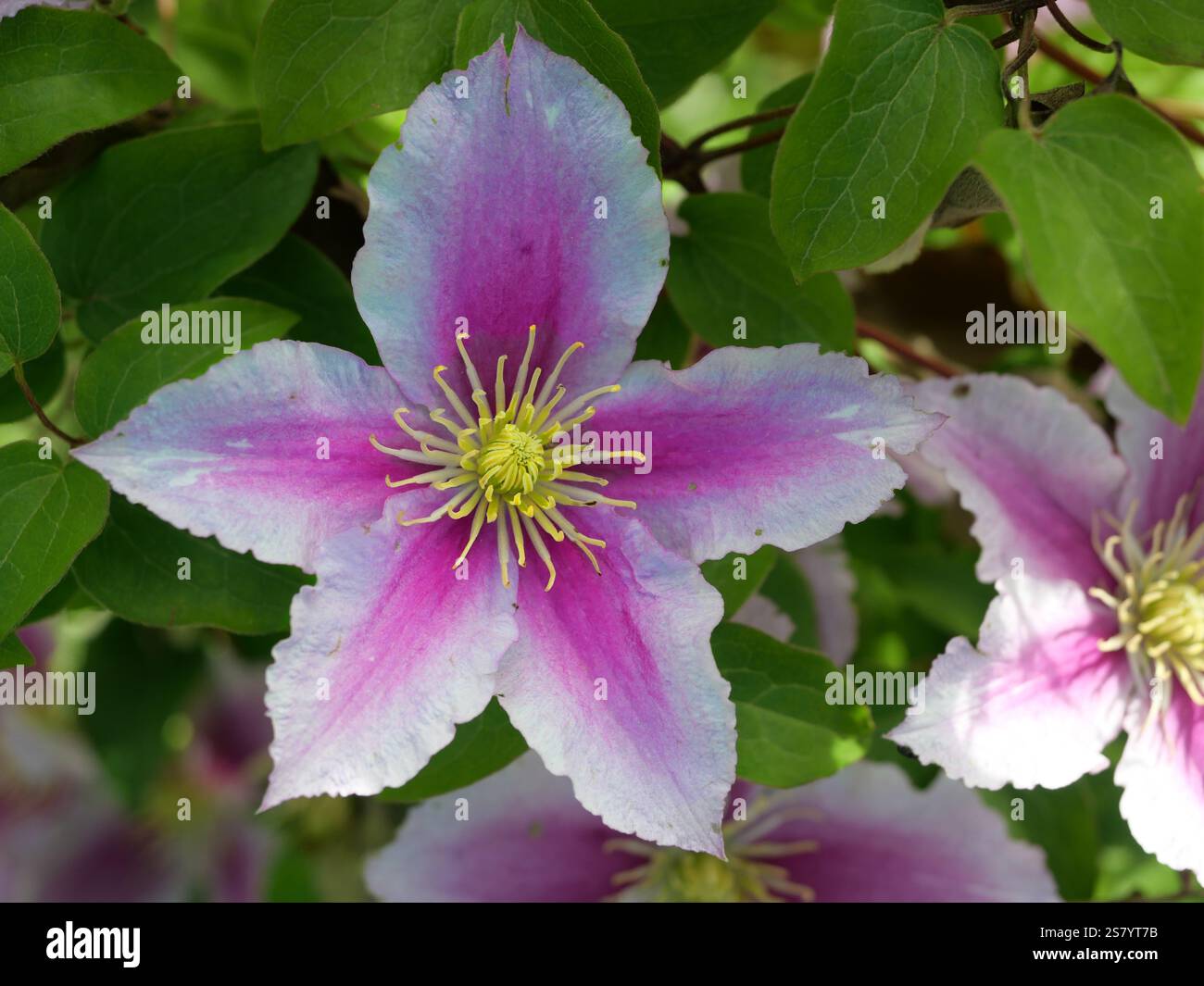 Clematis bloom in full splendor: A profusion of delicate petals unfolds ...