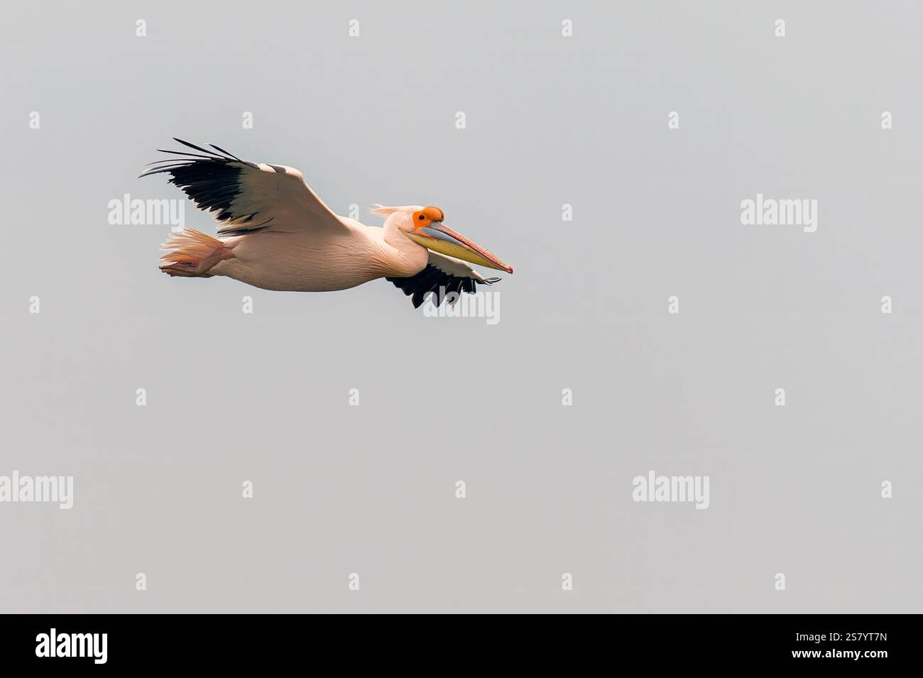 Great White Pelicane (Pelecanus onocrtalus) at Lake Naivasha, Kenya ...