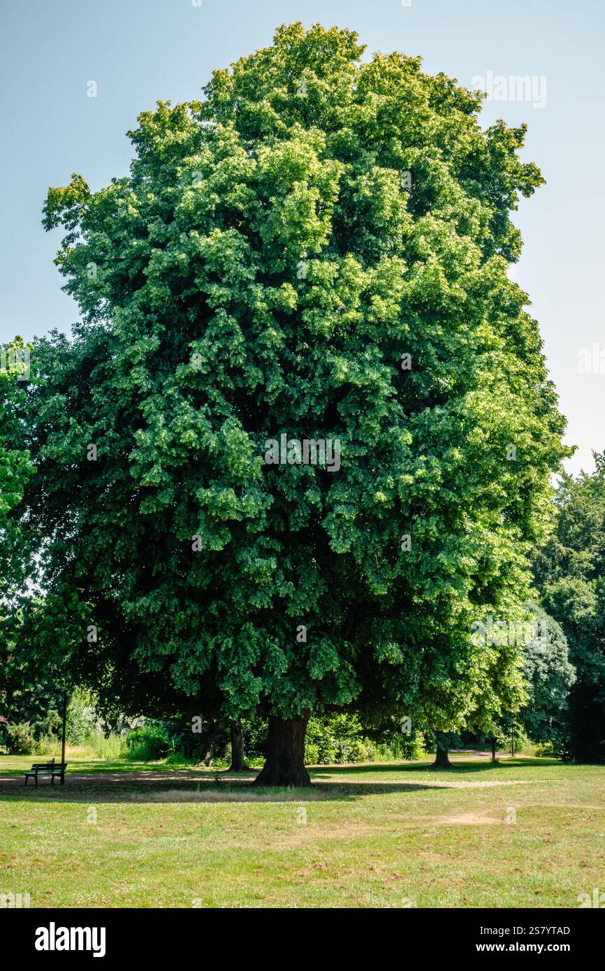 A large tree with green leaves is in a park. The tree is surrounded by ...