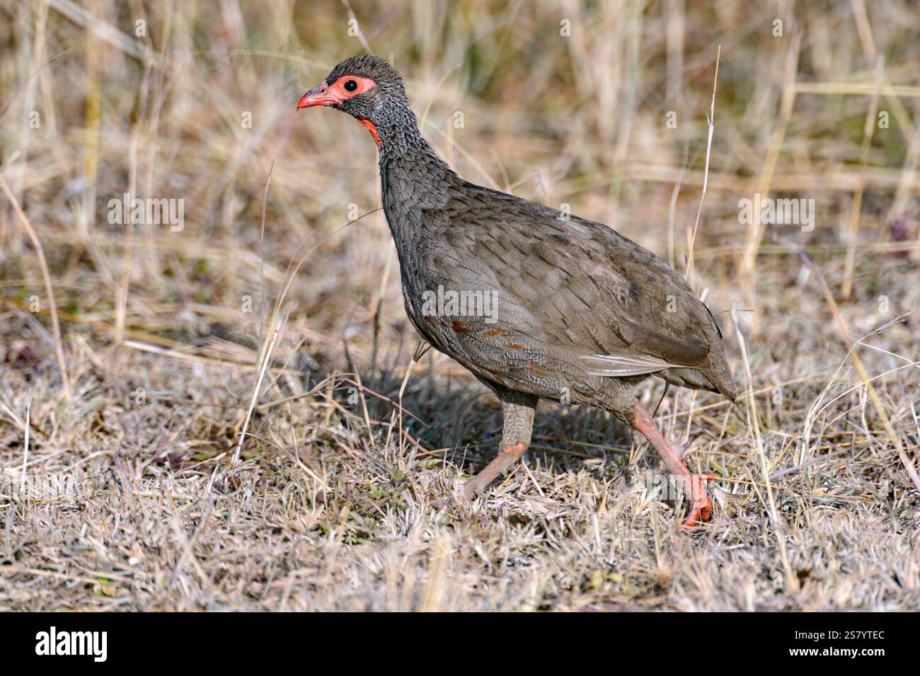 Red-necked spurfowl (Pternistis afer) from Maasai Mara, Kenya Stock ...