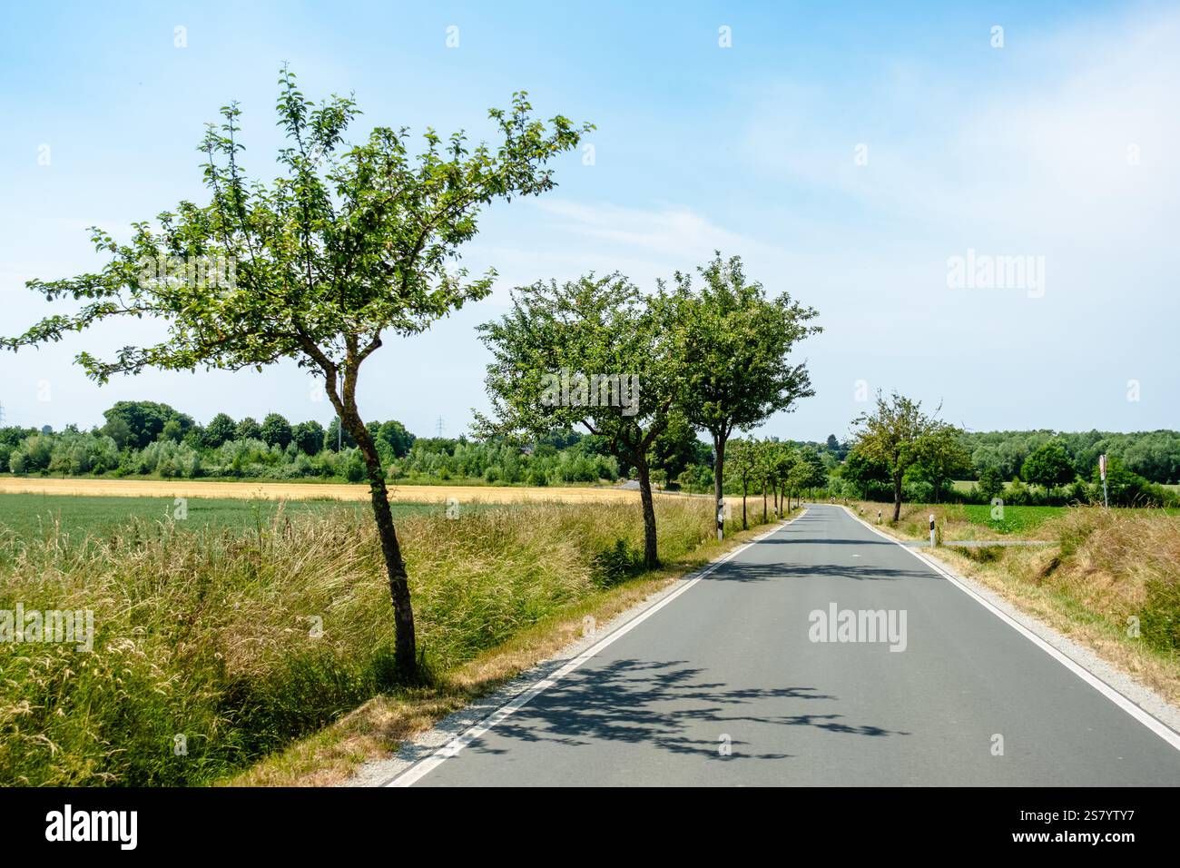 A road with three trees on either side of it. The road is empty and the ...