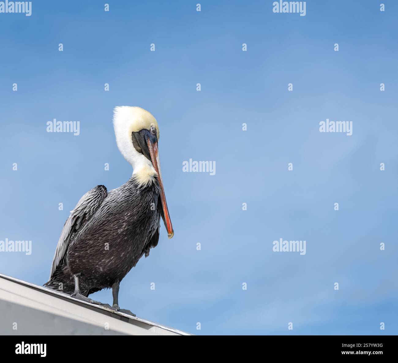 Pelican bird at the pier in Miami Beach Florida Stock Photo - Alamy