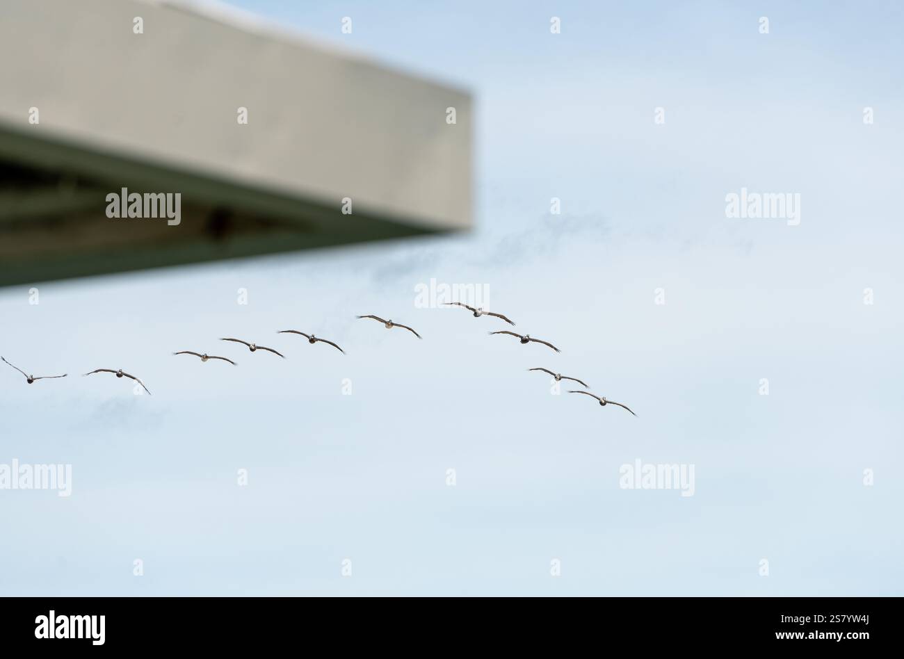 Pelican bird at the pier in Miami Beach Florida Stock Photo - Alamy